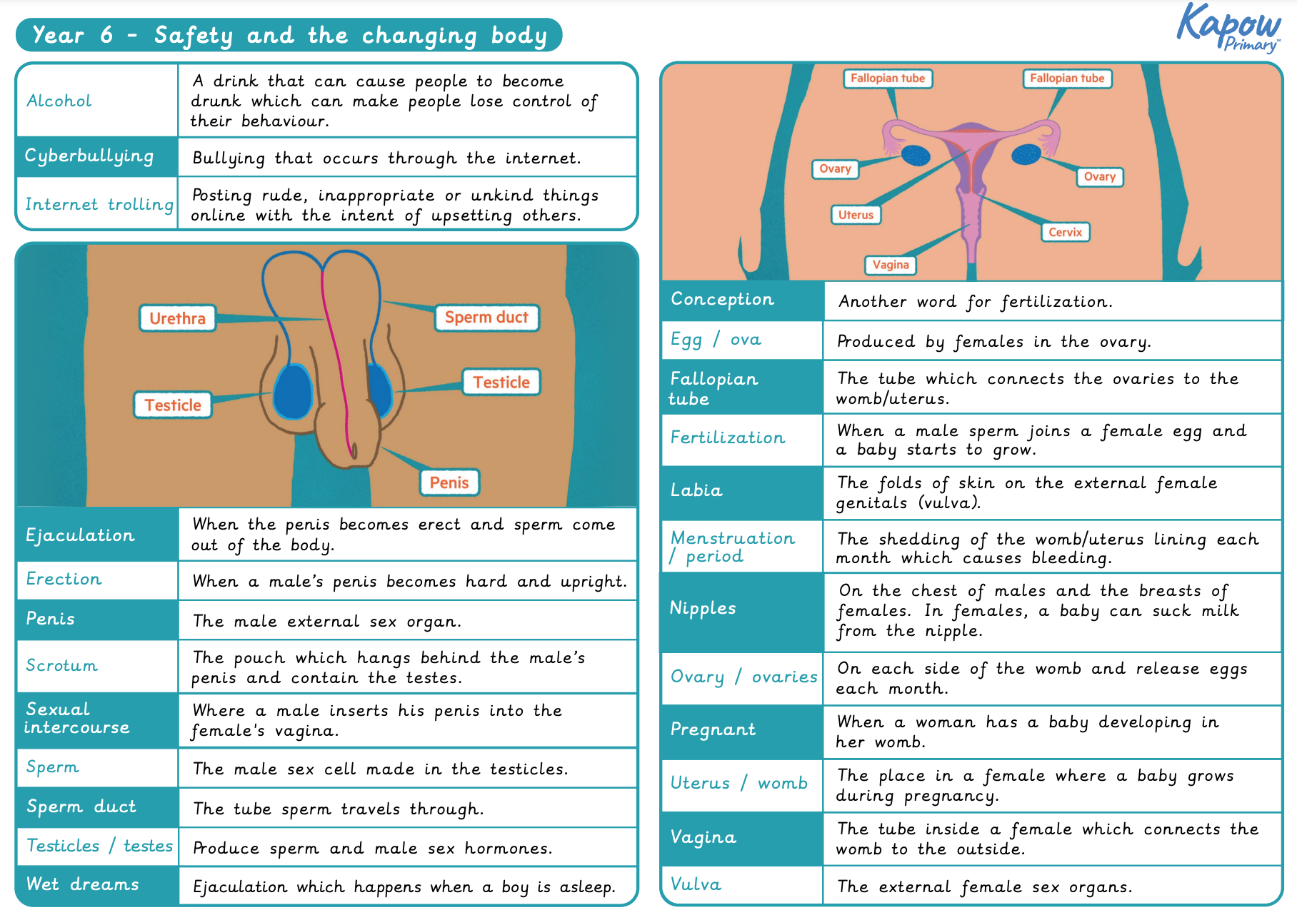 RSE Knowledge organiser Year 6 Changing Body - Kapow Primary
