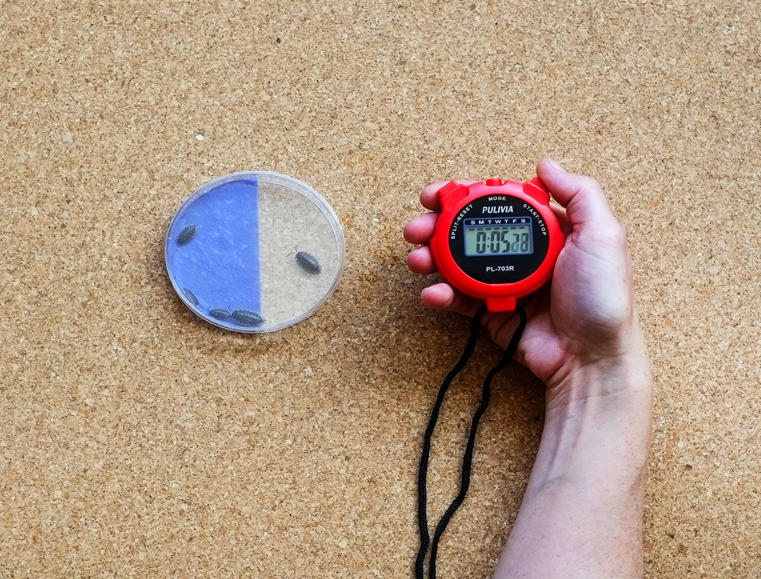 KS1 Science Lesson Plan | Woodlice Experiment